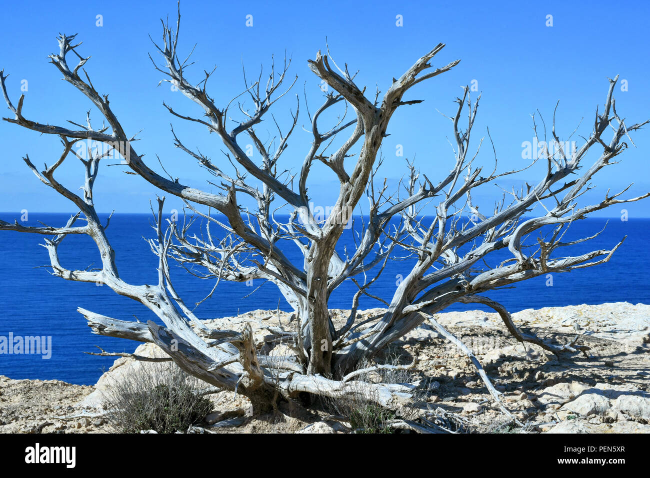 Dry Bush High Resolution Stock Photography and Images - Alamy