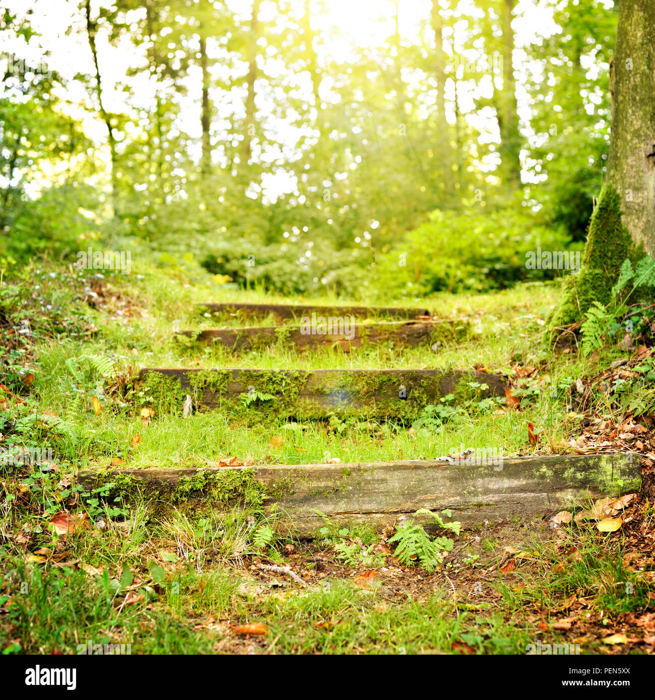 Root steps hi-res stock photography and images - Alamy
