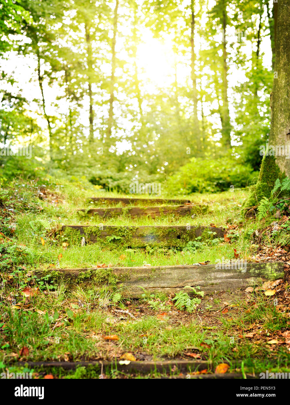 Root flare hi-res stock photography and images - Alamy