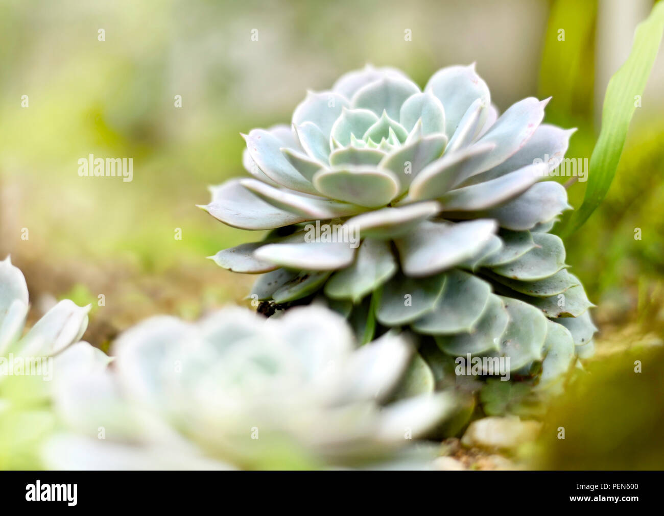 Close up beautiful succulent plants hi-res stock photography and images ...