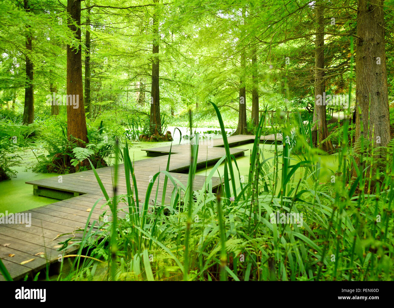 cypress swamp with old trees and green pond. Idyllic nature background ...