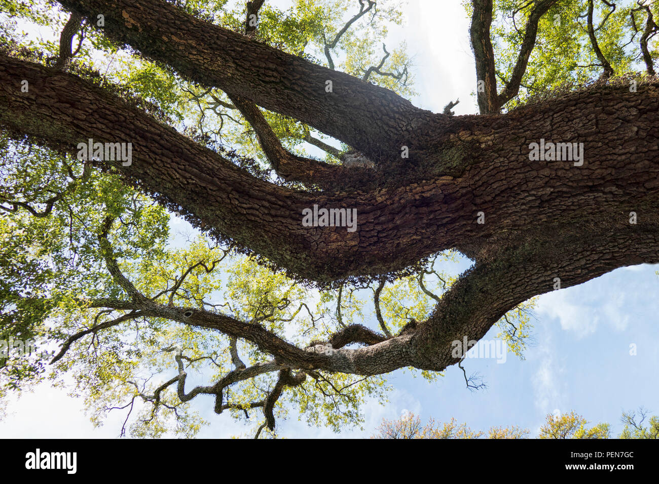 Close up view green branches hi-res stock photography and images - Alamy