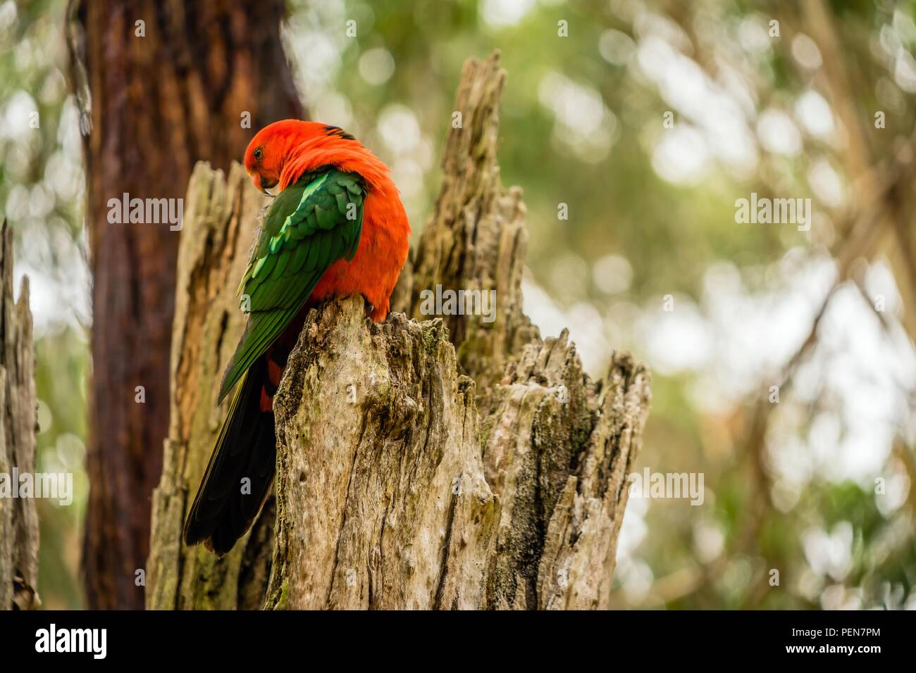 Australian King-Parrot Alisterus scapularis parrot grooming itself on a ...