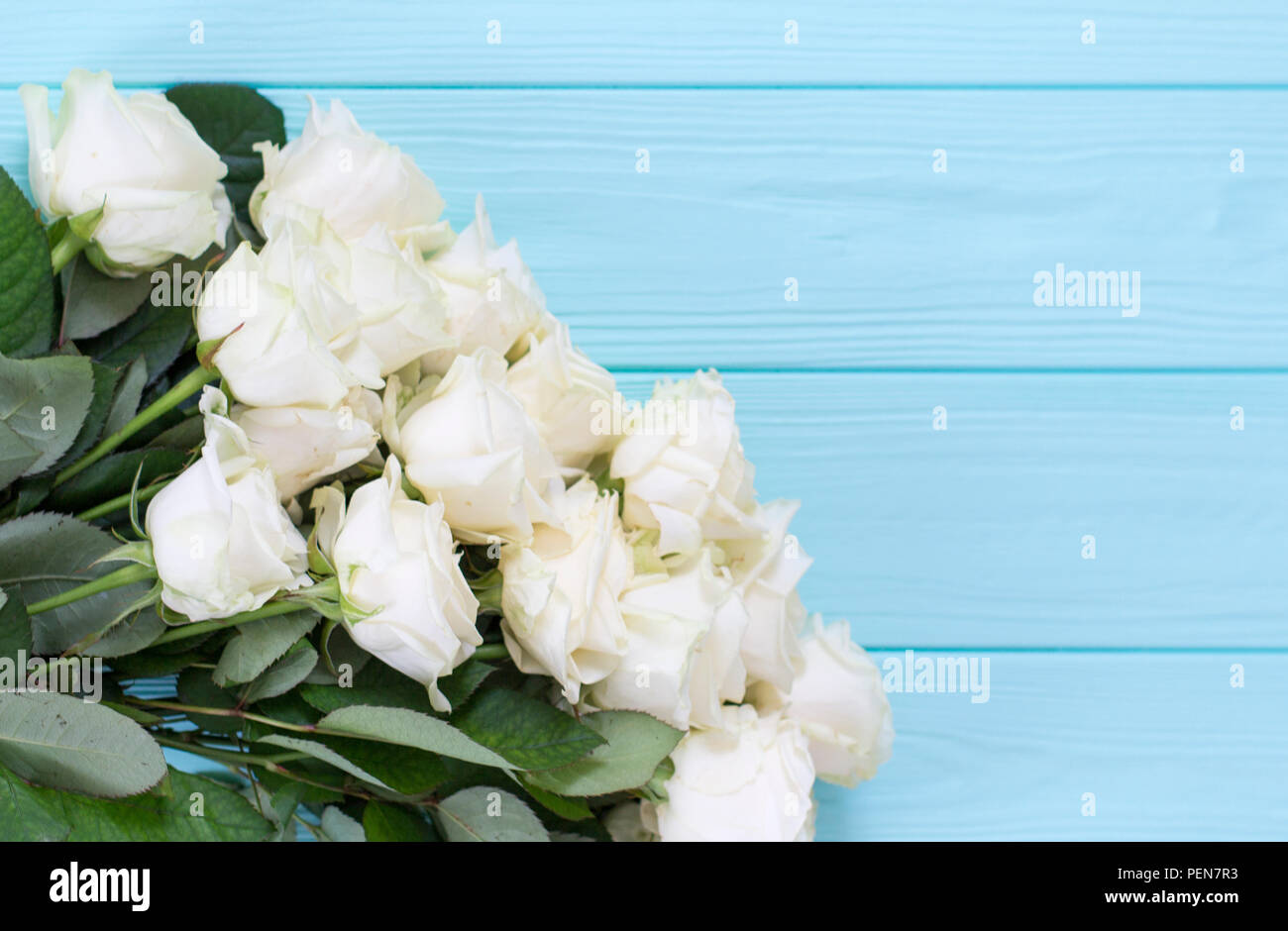 White roses on a turquoise wooden background. White roses, turquoise ...