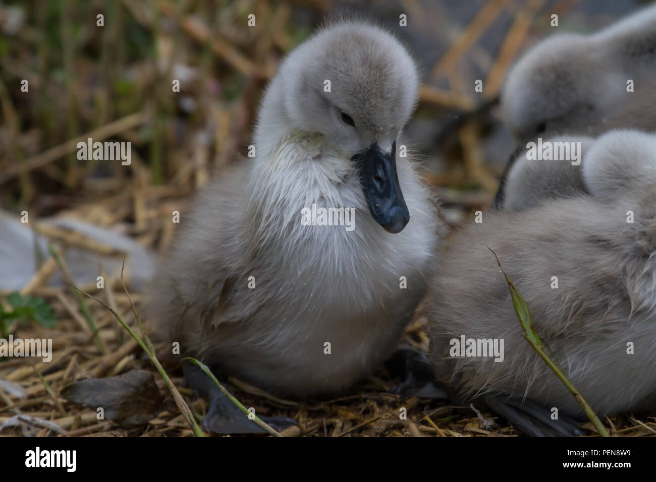 photo of a young cute Mute swan signet on the nest Stock Photo - Alamy