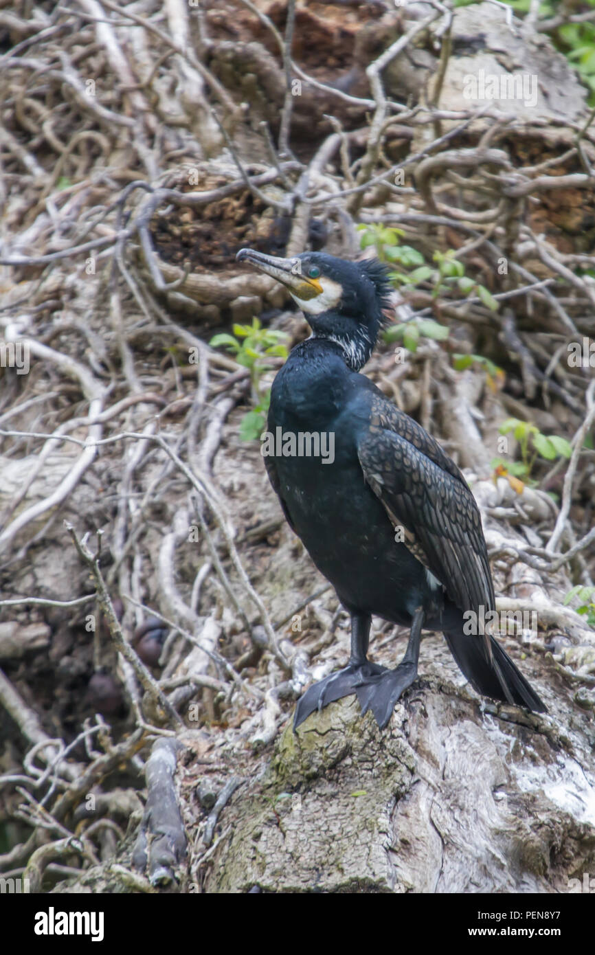 Photo of an adult Cormorant standing on a fallen tree Stock Photo - Alamy