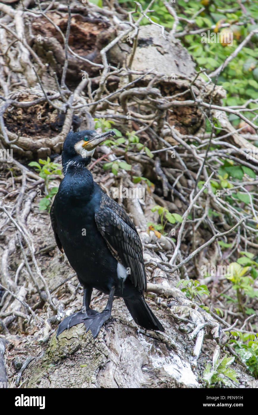 Photo of a cormorant hi-res stock photography and images - Alamy
