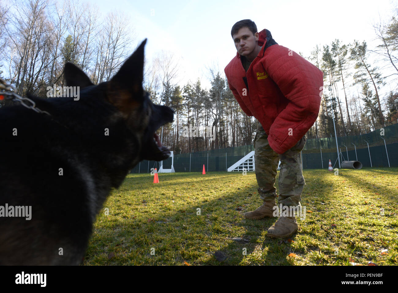 U.S. military working dogs assigned to 92nd Military Police Company ...