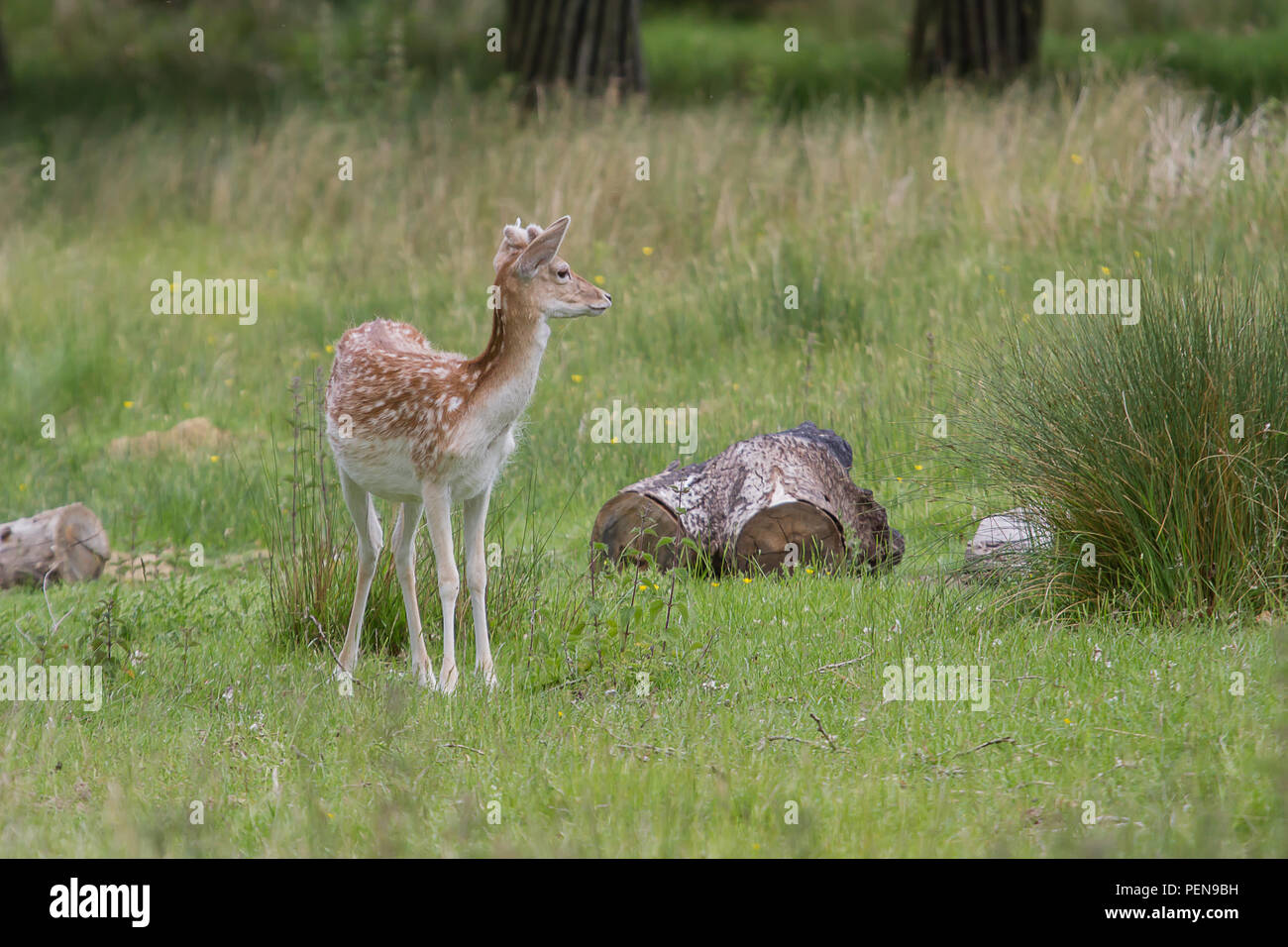 Fallow green hi-res stock photography and images - Alamy