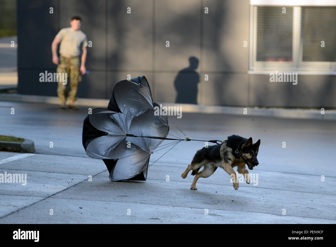 U.S. military working dogs assigned to 92nd Military Police Company ...