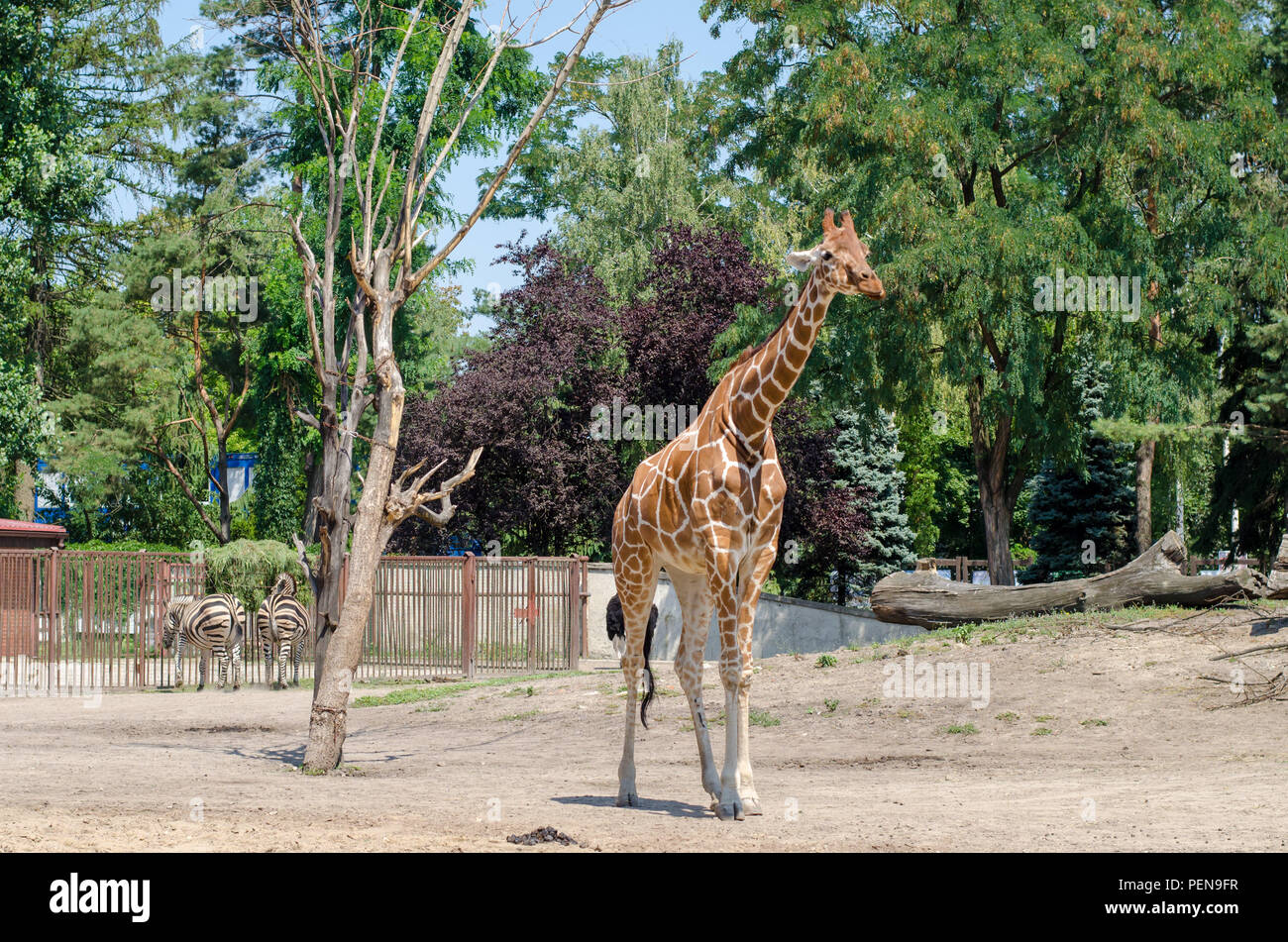 Giraffe in the Wroclaw Zoo. Two zebras on the background. Front view ...