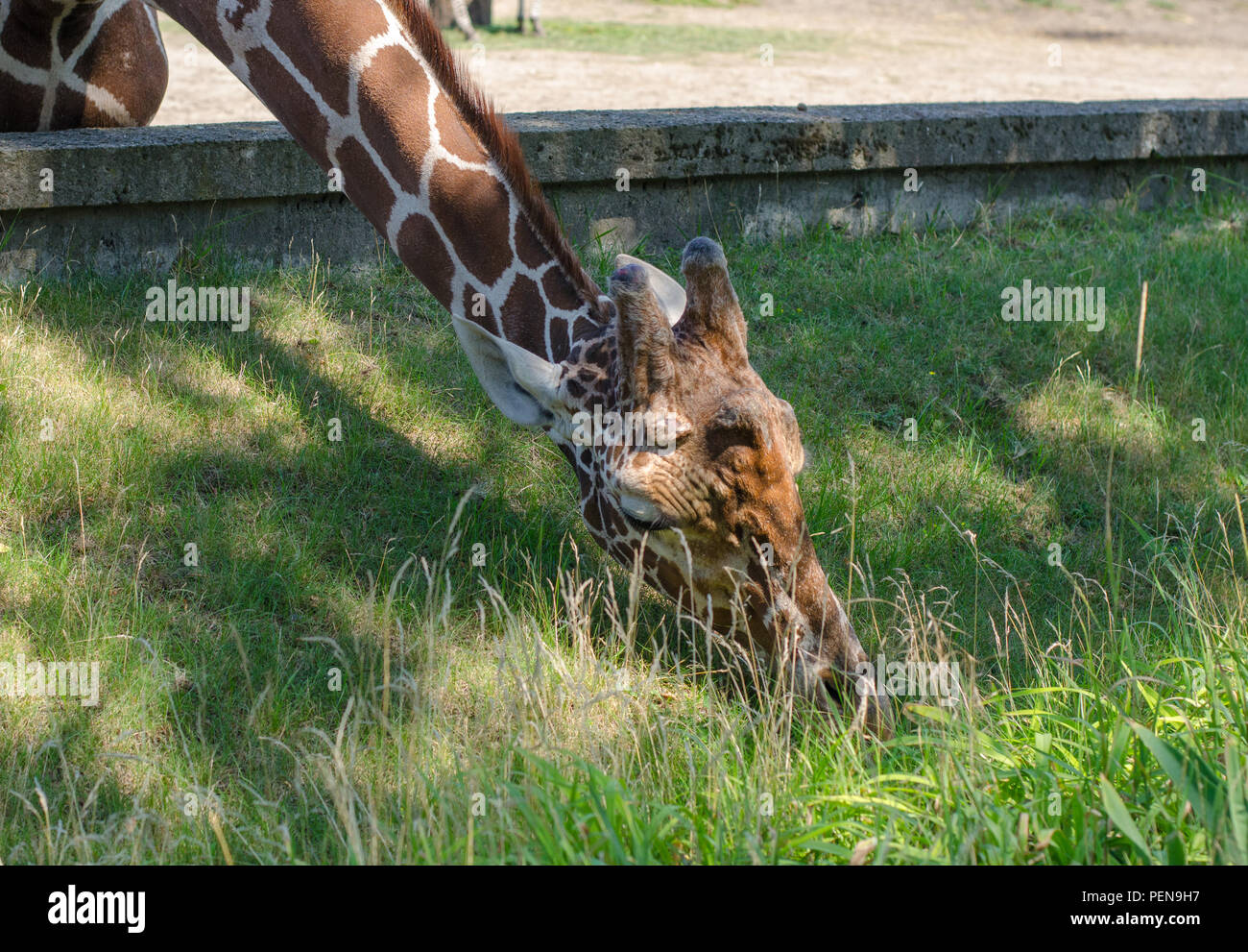 Giraffe eat green grass in the Zoo. Close-up Stock Photo - Alamy
