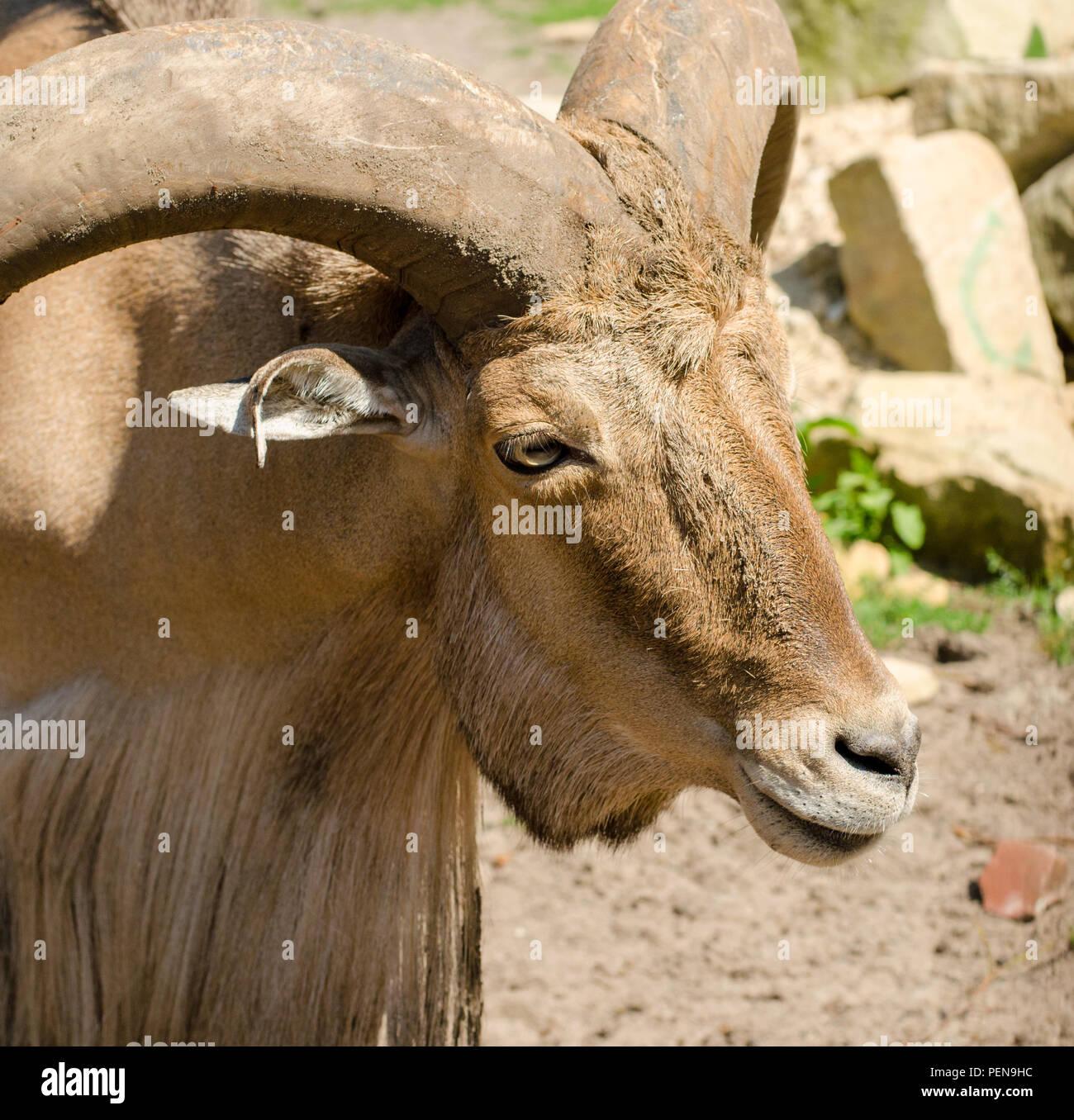 Barbary ram hi-res stock photography and images - Alamy