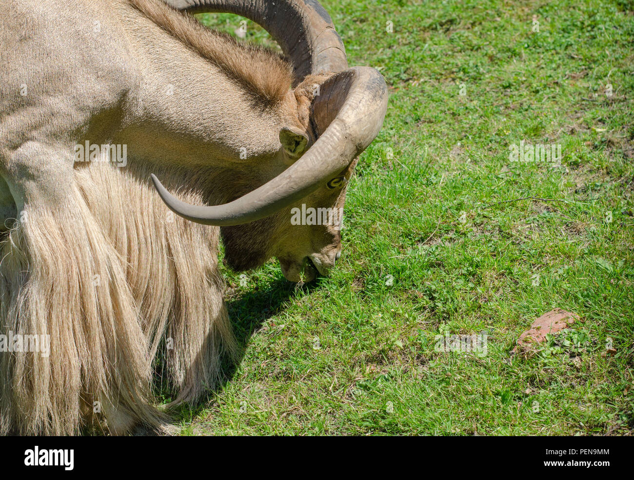 Sheep eating hedge hi-res stock photography and images - Alamy