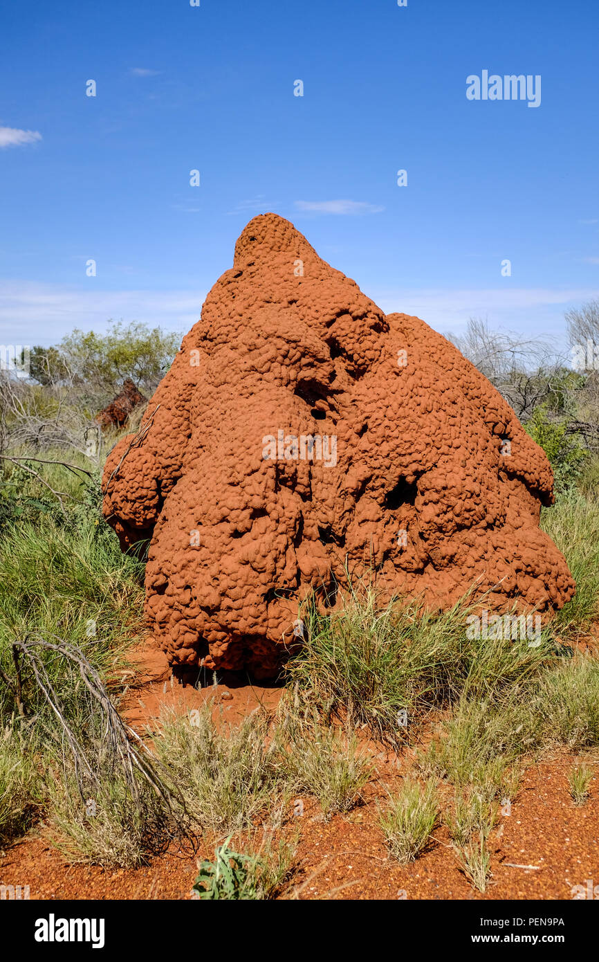 Blue termite hi-res stock photography and images - Alamy
