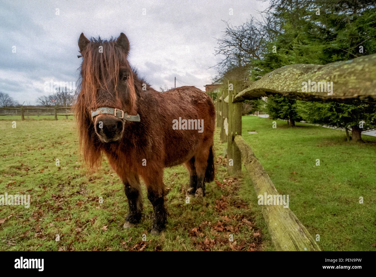 Raystede rescue centre hi-res stock photography and images - Alamy