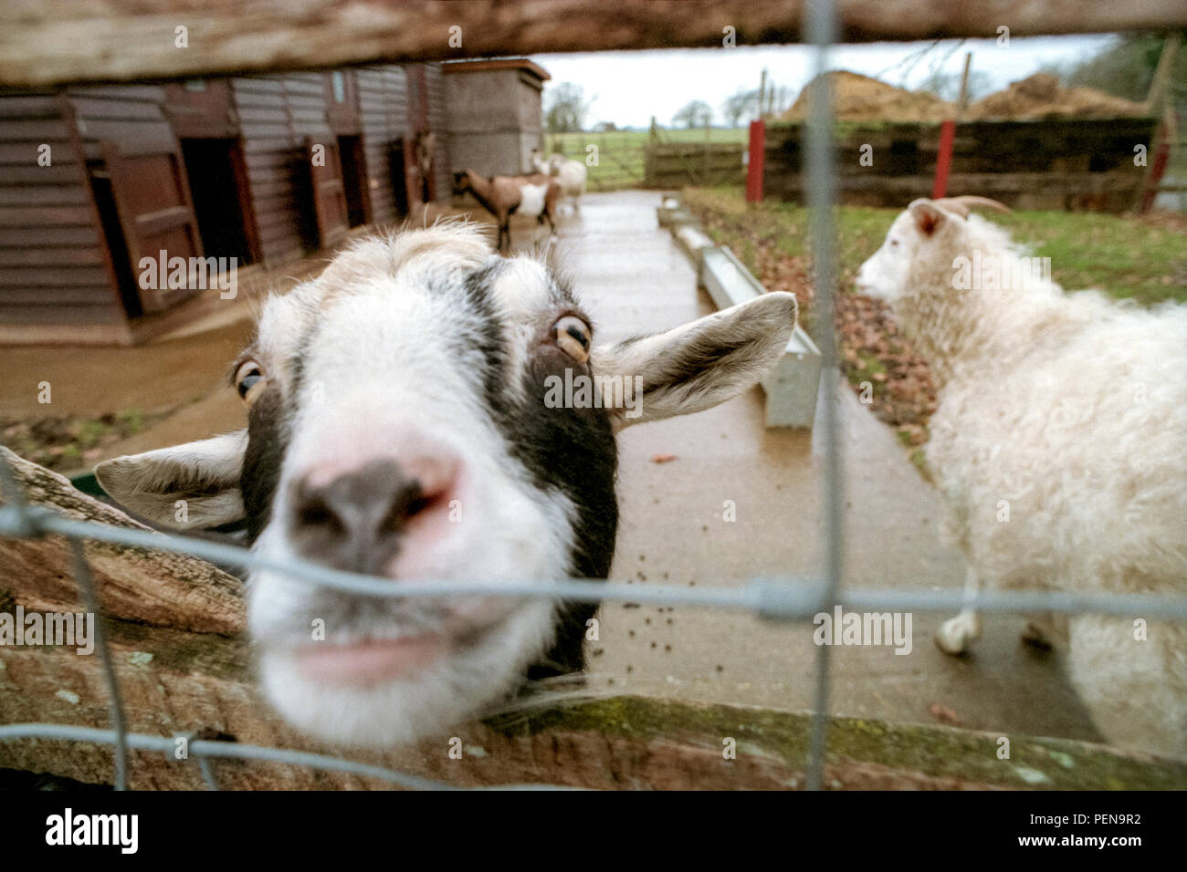 Raystede animal centre hi-res stock photography and images - Alamy