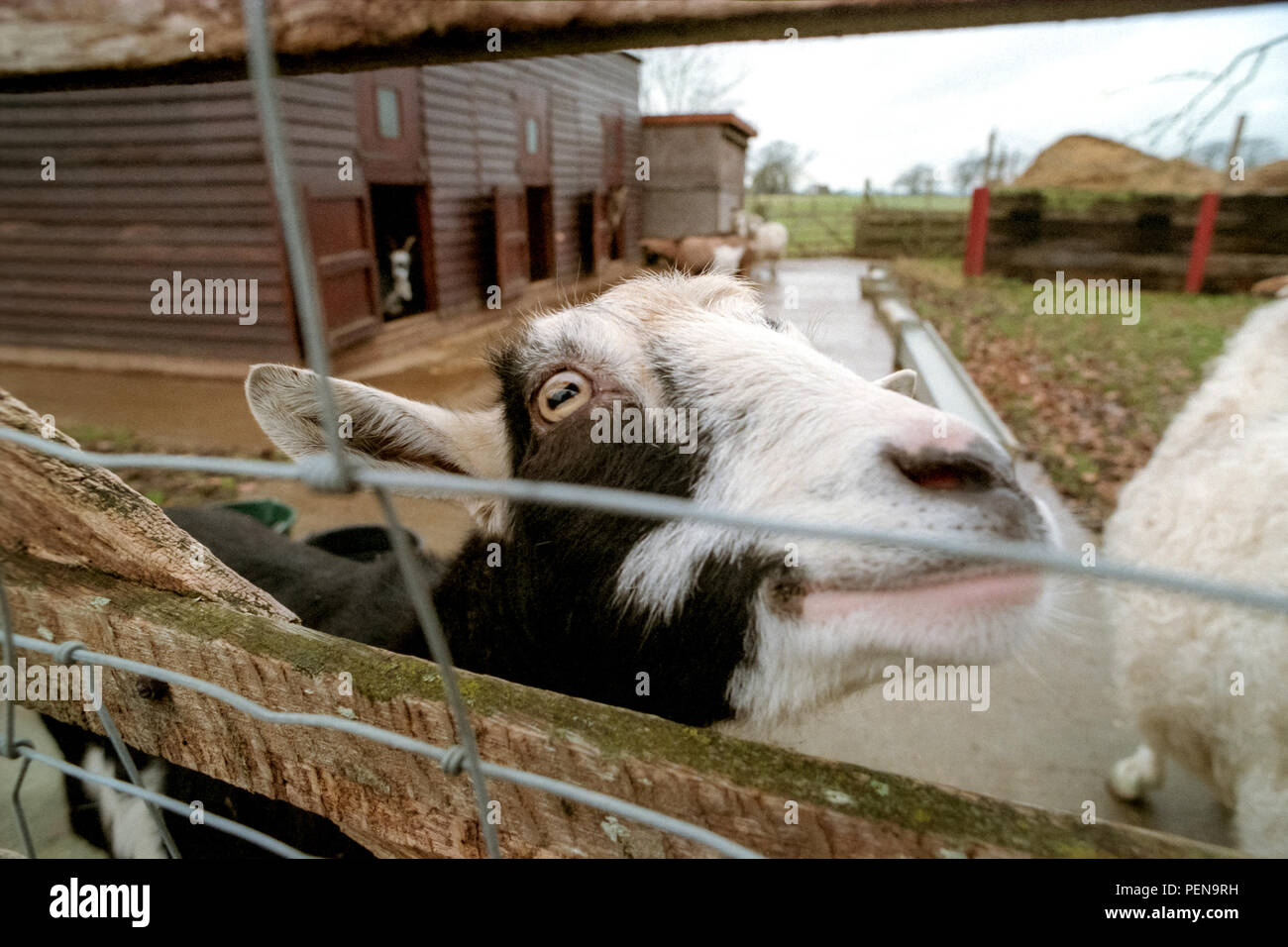 Raystede animal centre hi-res stock photography and images - Alamy