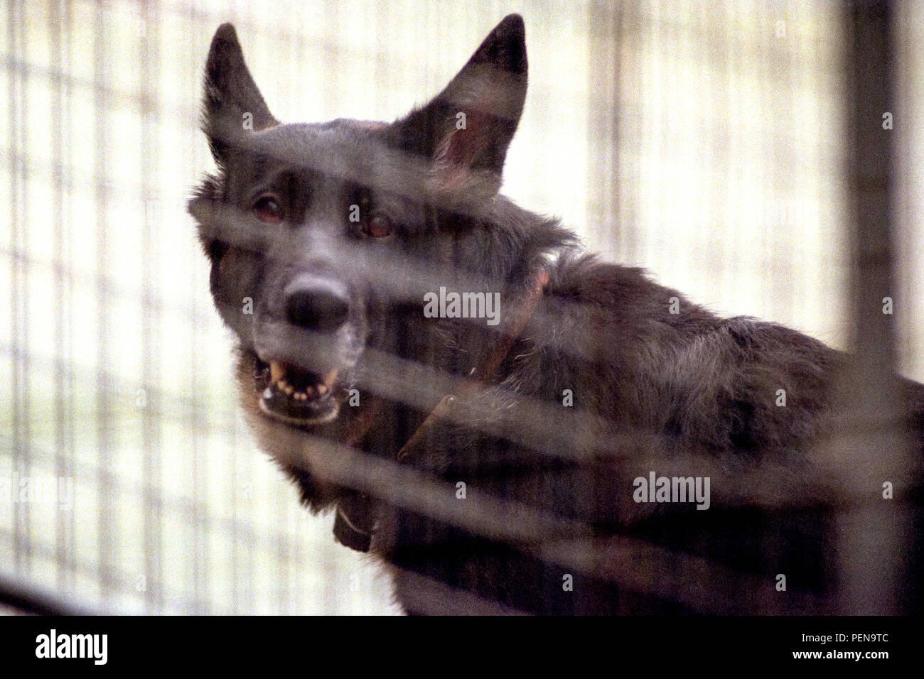 Raystede animal rescue centre Stock Photo - Alamy