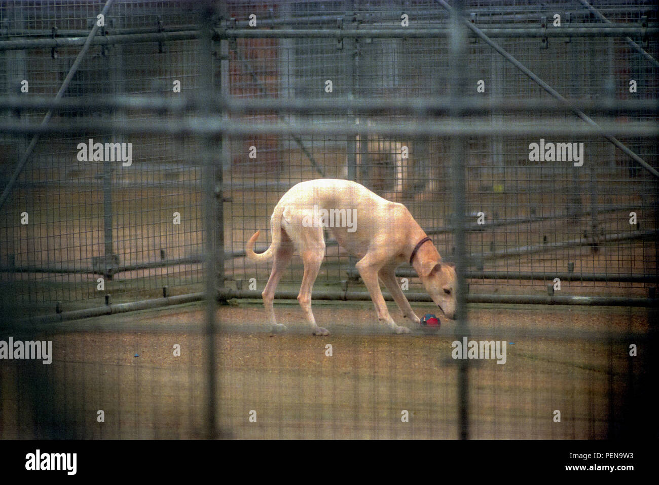 Raystede rescue centre hi-res stock photography and images - Alamy