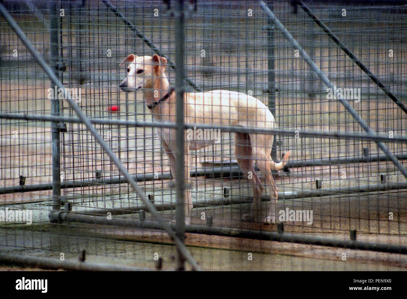 Raystede rescue centre hi-res stock photography and images - Alamy
