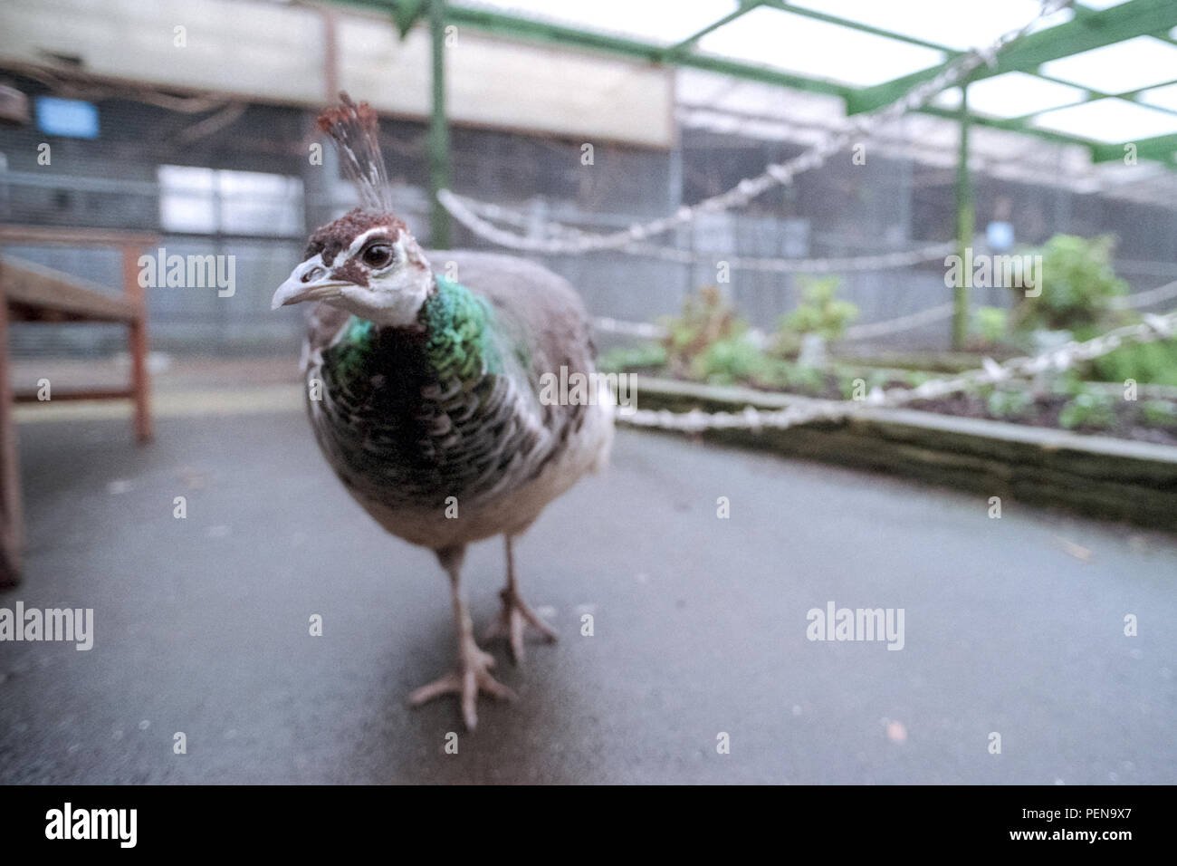 Raystede rescue centre hi-res stock photography and images - Alamy