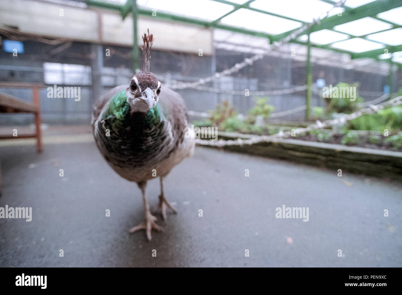 Raystede rescue centre hi-res stock photography and images - Alamy