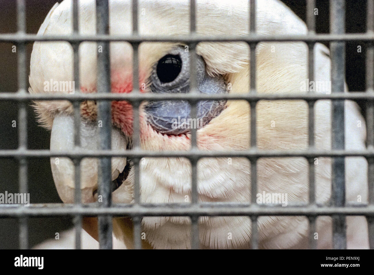 Raystede rescue centre hi-res stock photography and images - Alamy