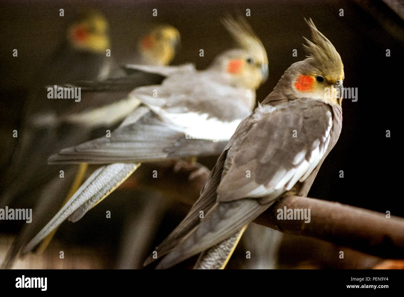 Raystede rescue centre hi-res stock photography and images - Alamy