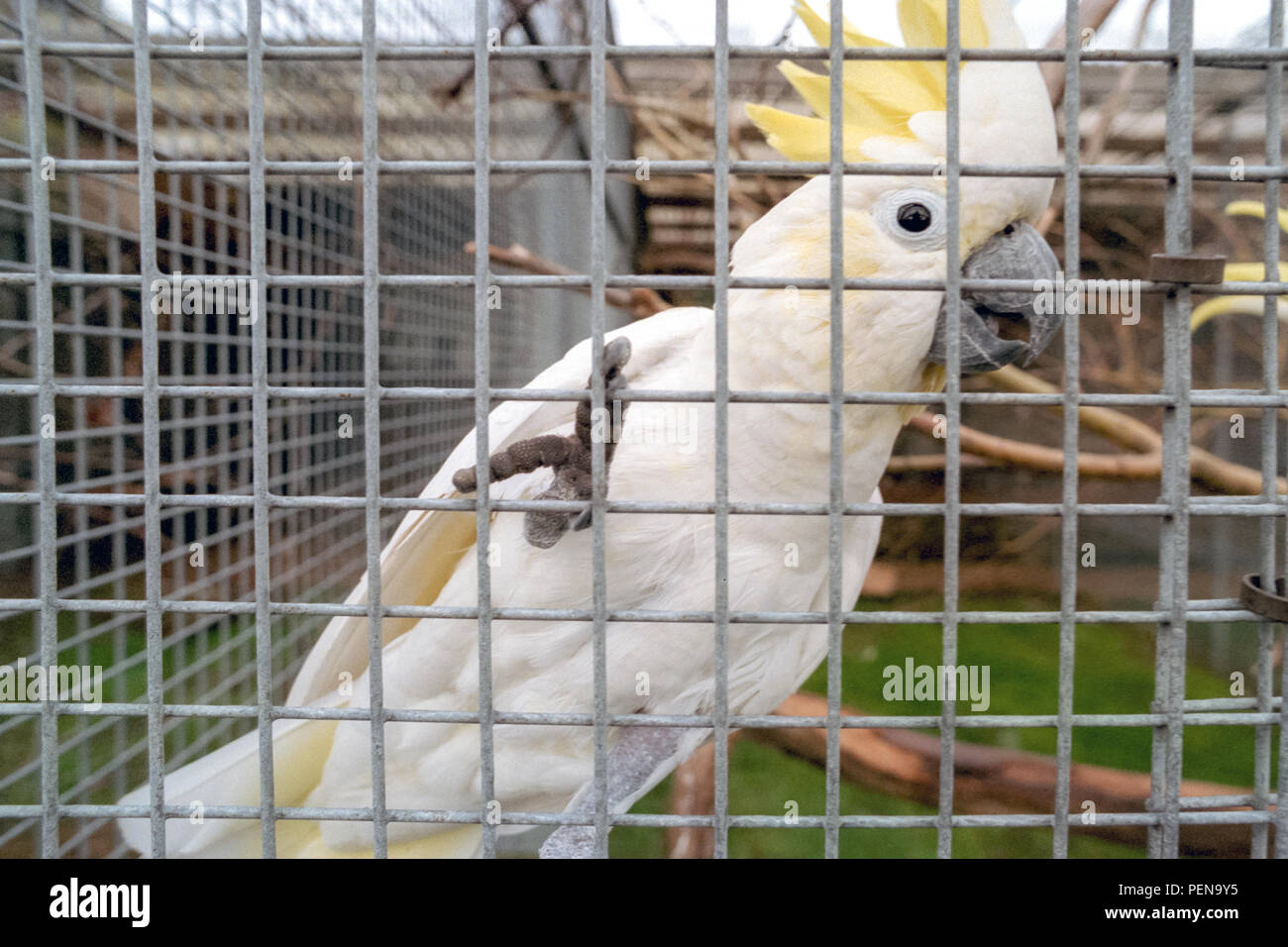 Raystede rescue centre hi-res stock photography and images - Alamy