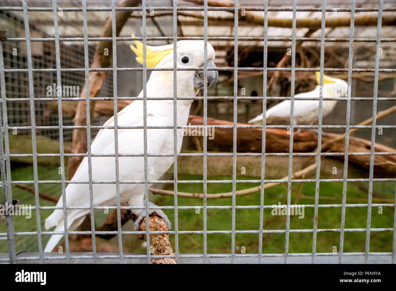 Raystede rescue centre hi-res stock photography and images - Alamy