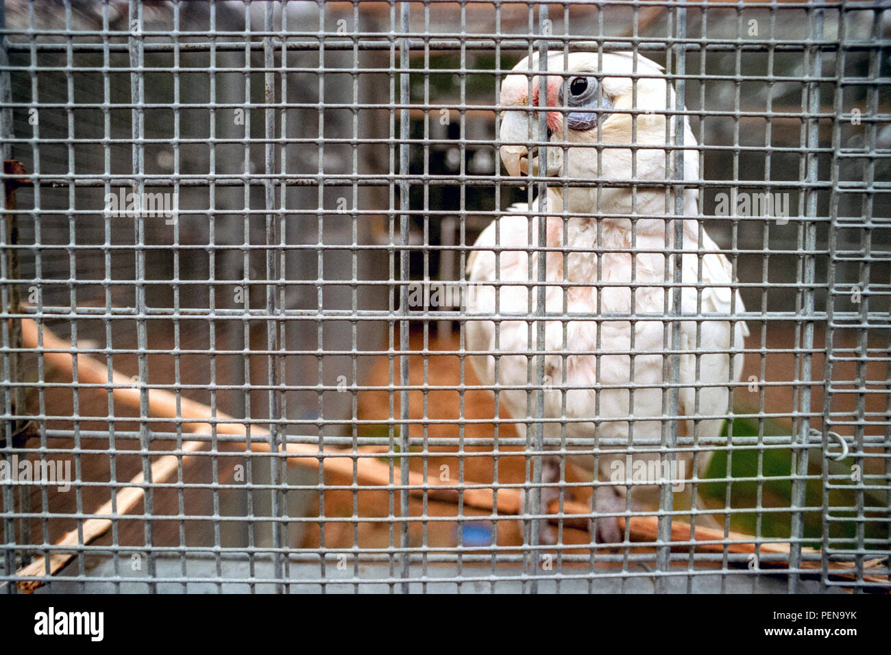 Raystede animal rescue centre Stock Photo - Alamy