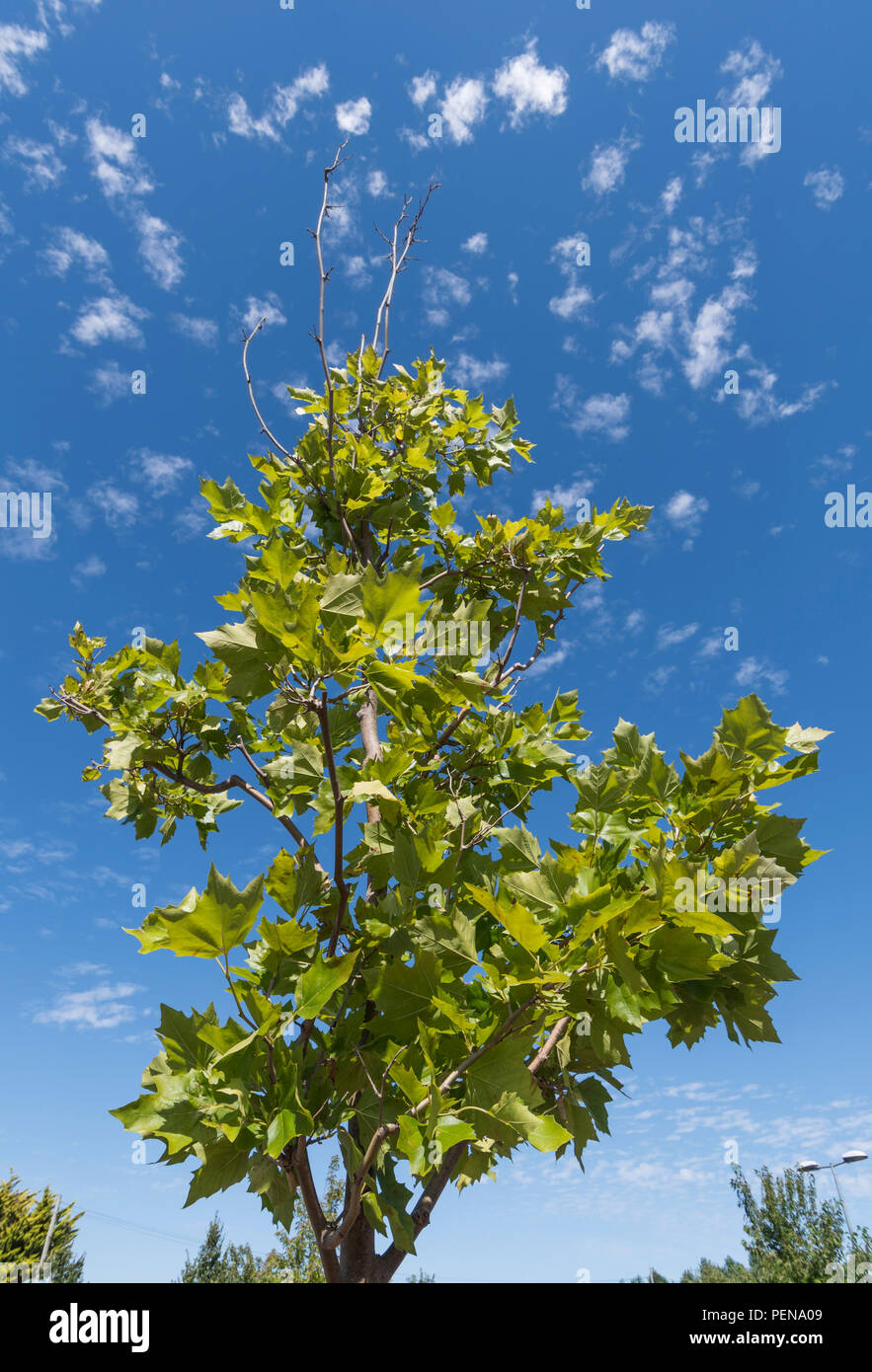 Newly planted tree hi-res stock photography and images - Alamy