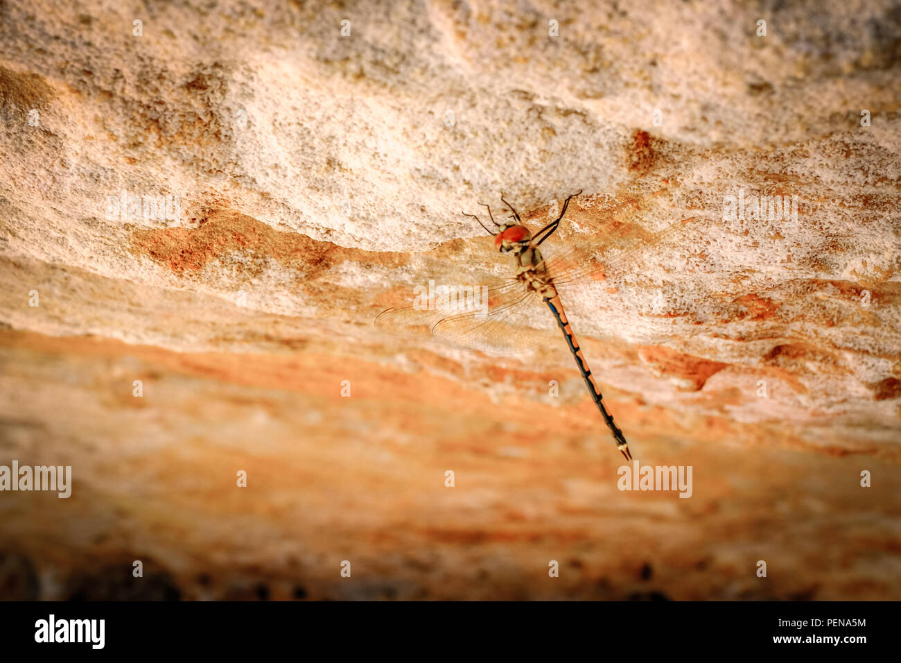 Rock with fly hi-res stock photography and images - Alamy