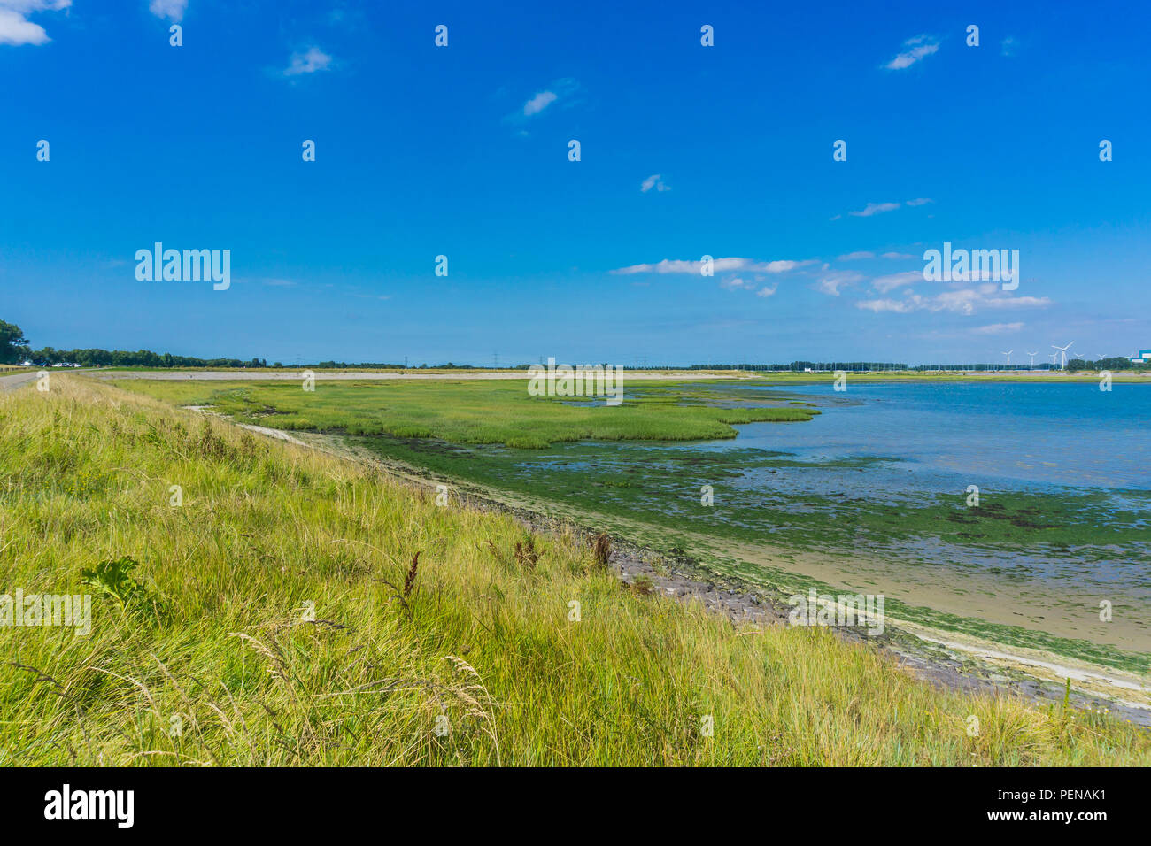Seaweed field hi-res stock photography and images - Alamy