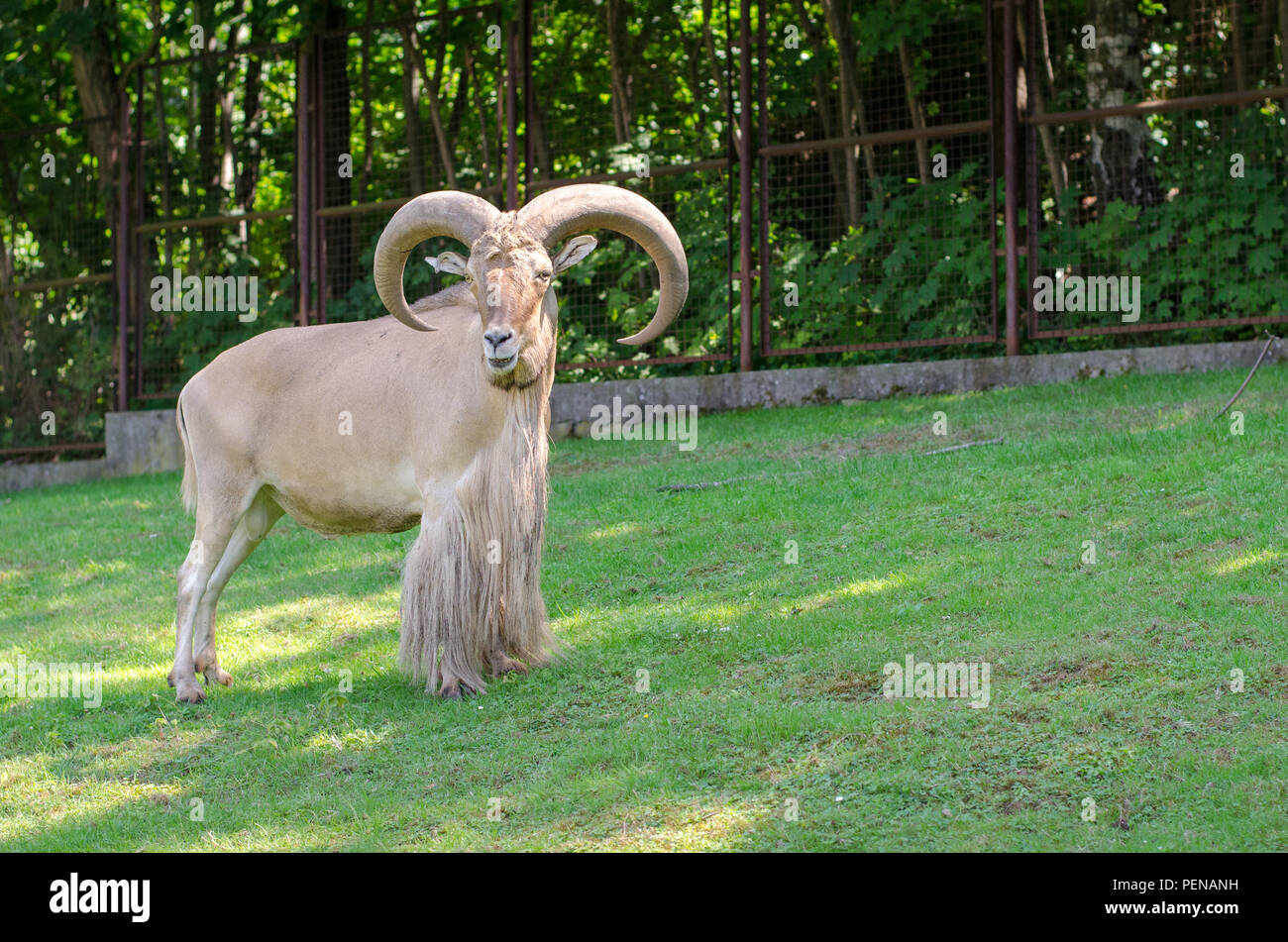 Libyan barbary sheep in Wroclaw Zoo in summer Stock Photo - Alamy
