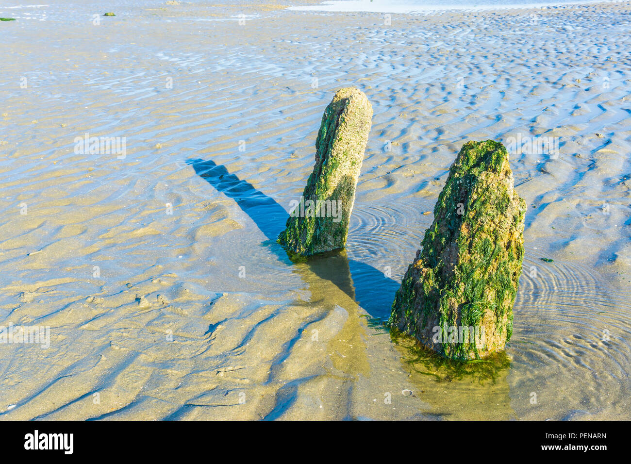 Ocean weeds hi-res stock photography and images - Alamy