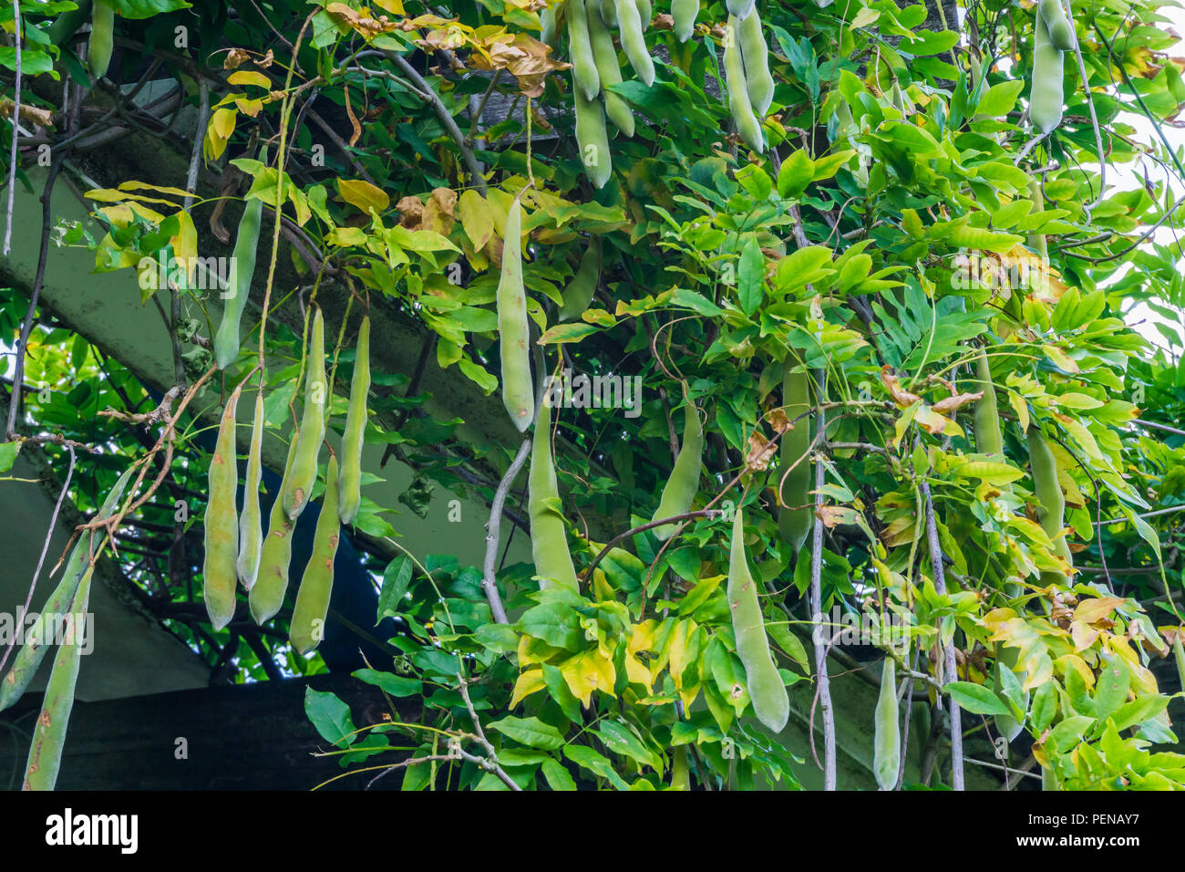 beans in a tree in close up Stock Photo - Alamy