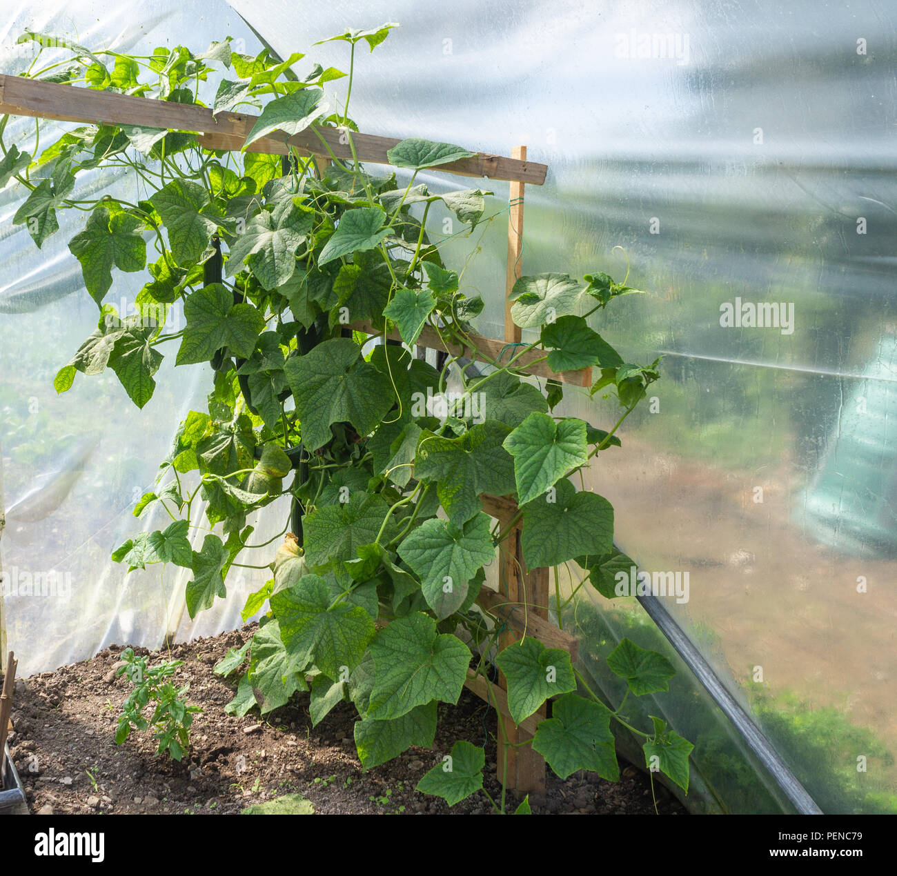 cucumber plant growing in a polytunnel Stock Photo - Alamy