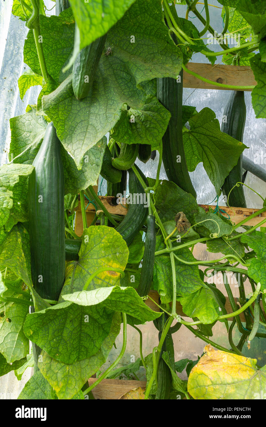 cucumber plant growing in a polytunnel Stock Photo - Alamy