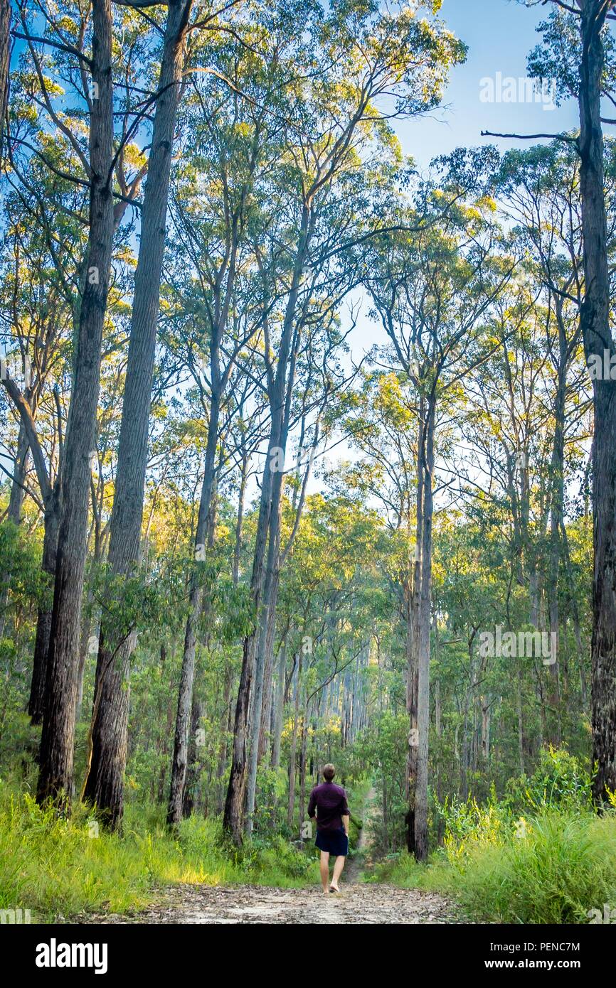 Gigantic tall trees in the forests of Australia Stock Photo - Alamy