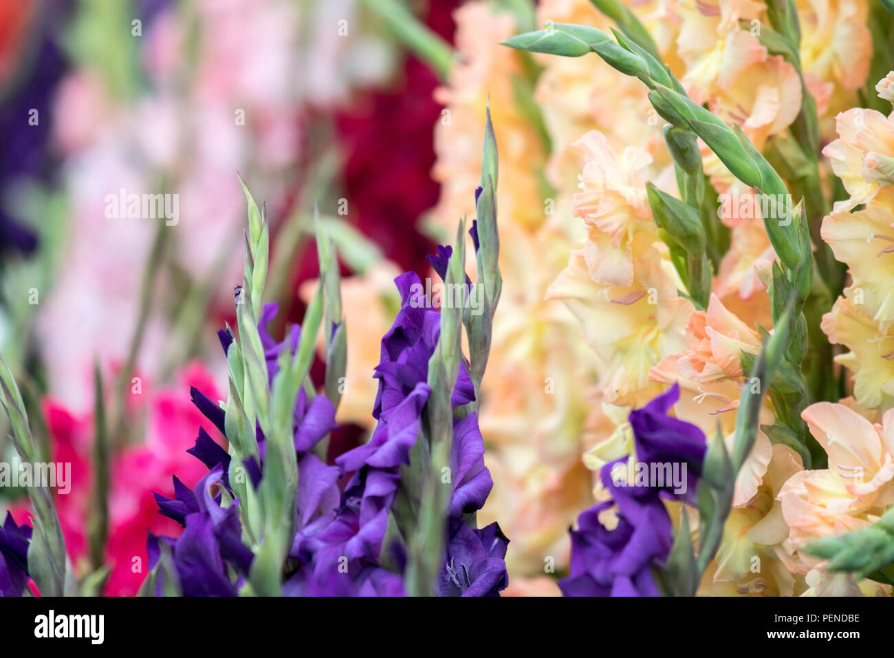 Gladiolus is a classic perennial known for its tall flower spikes. A ...