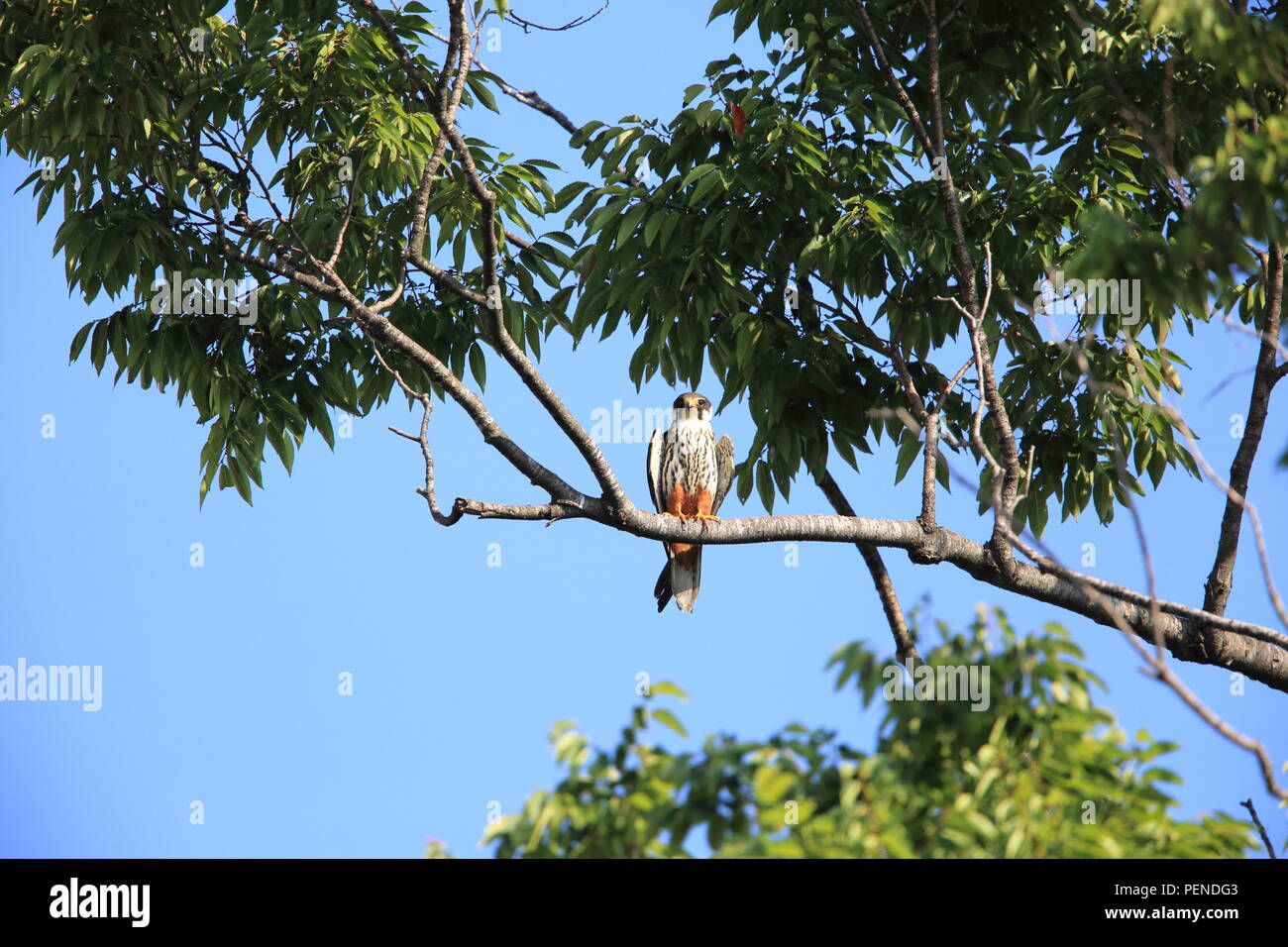 Eurasian hobby (Falco subbuteo) in Japan Stock Photo - Alamy