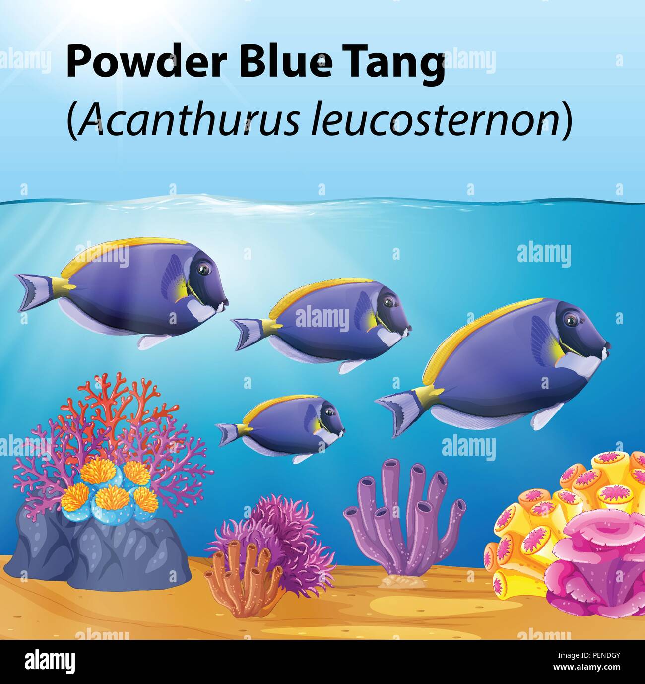 Powder blue tang fish in the ocean illustration Stock Vector Image ...