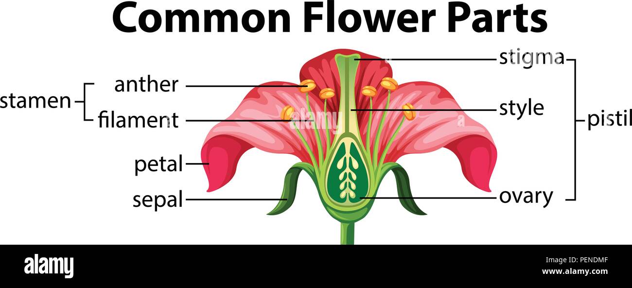 A Common Flower Parts Illustration Stock Vector Image Art Alamy