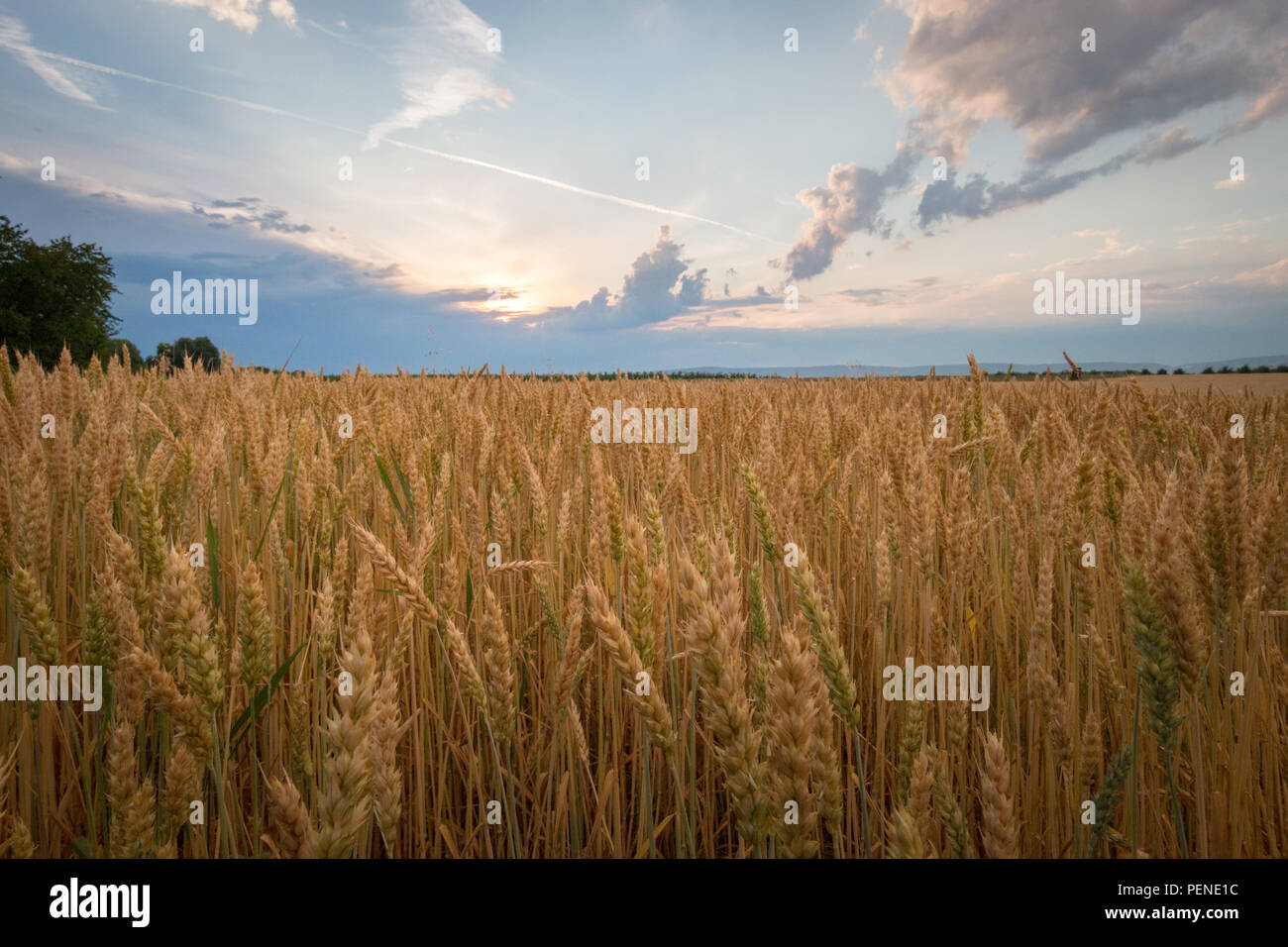 Wet wheat hi-res stock photography and images - Alamy