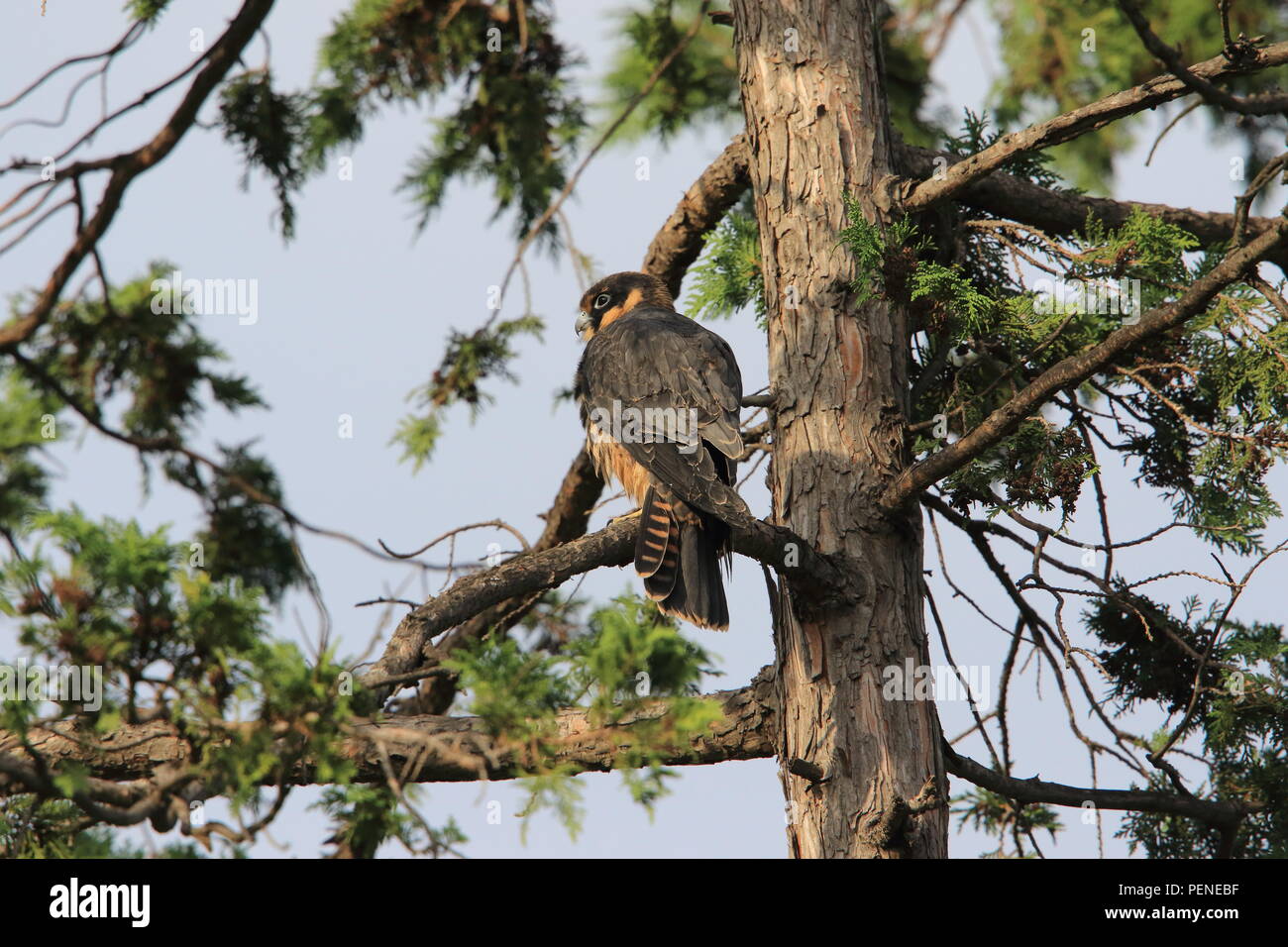 Eurasian hobby (Falco subbuteo) in Japan Stock Photo - Alamy
