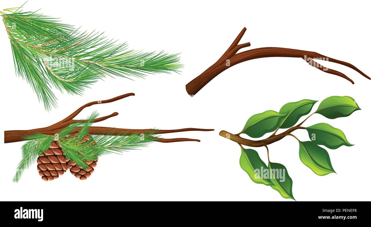 A set of tree branch illustration Stock Vector Image & Art - Alamy