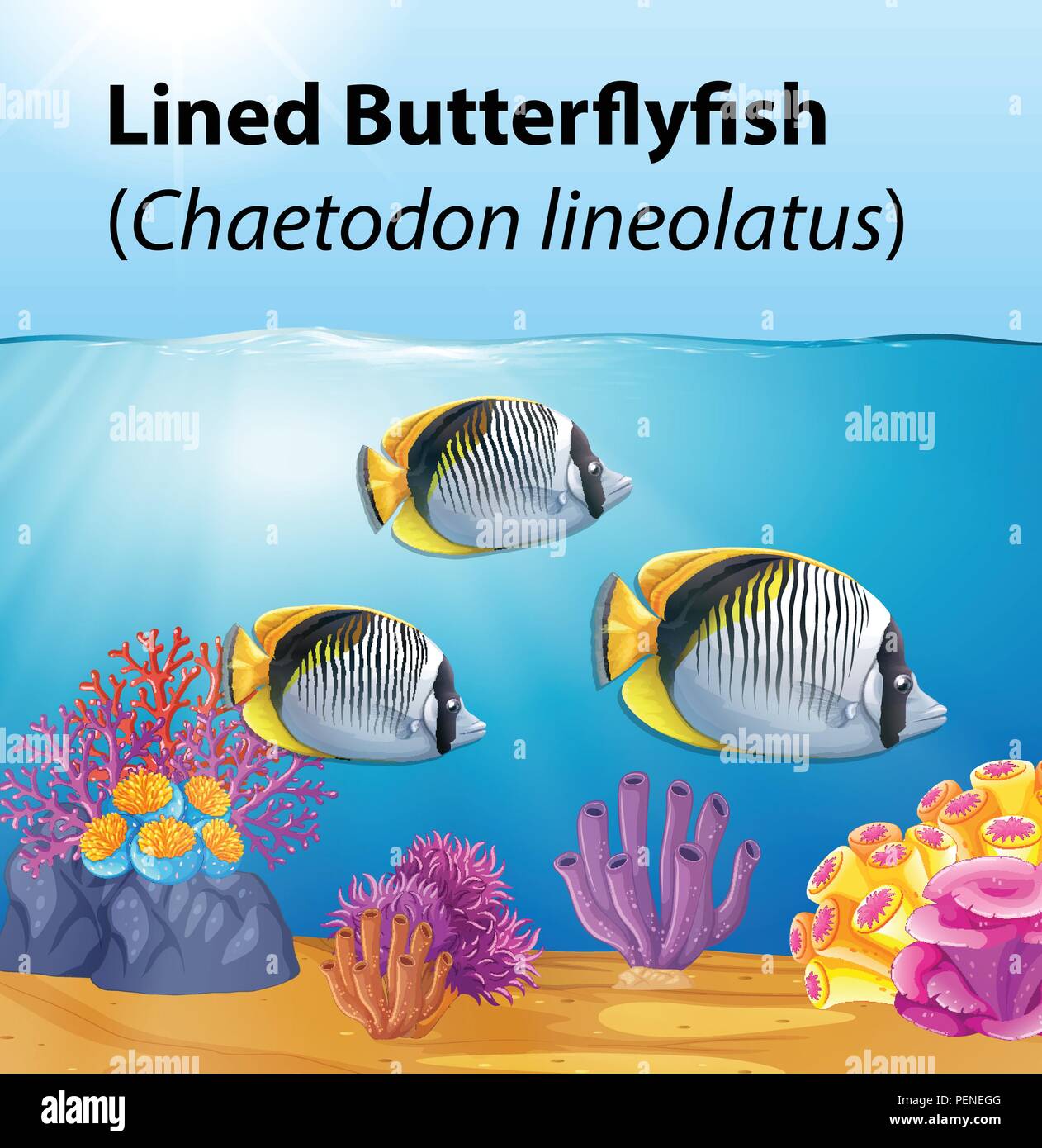 Lined butterfly fish card illustration Stock Vector Image & Art - Alamy