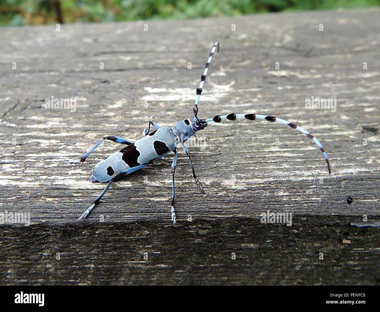 Rosalia longicorn (Rosalia alpina),Alpine longhorn beetle Stock Photo ...